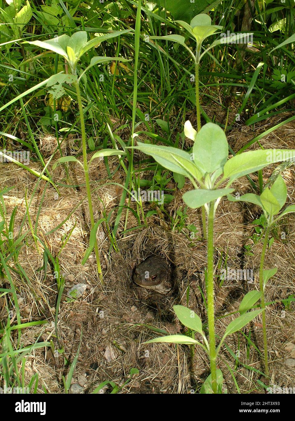 Toad nest hi-res stock photography and images - Alamy