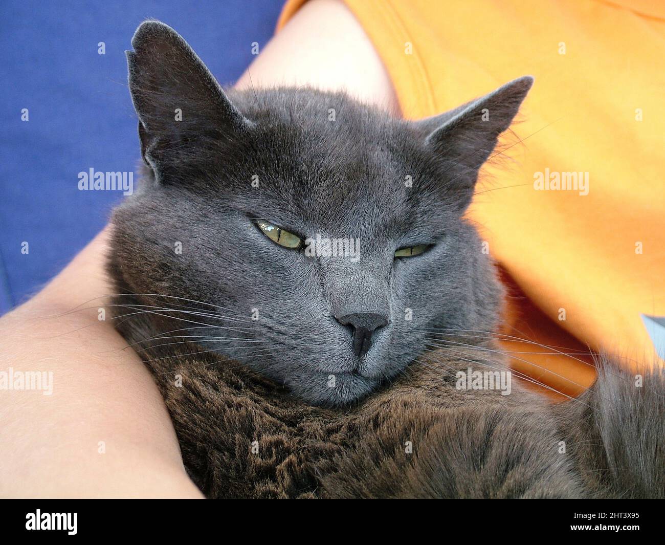 Enjoy cat hi-res stock photography and images - Alamy