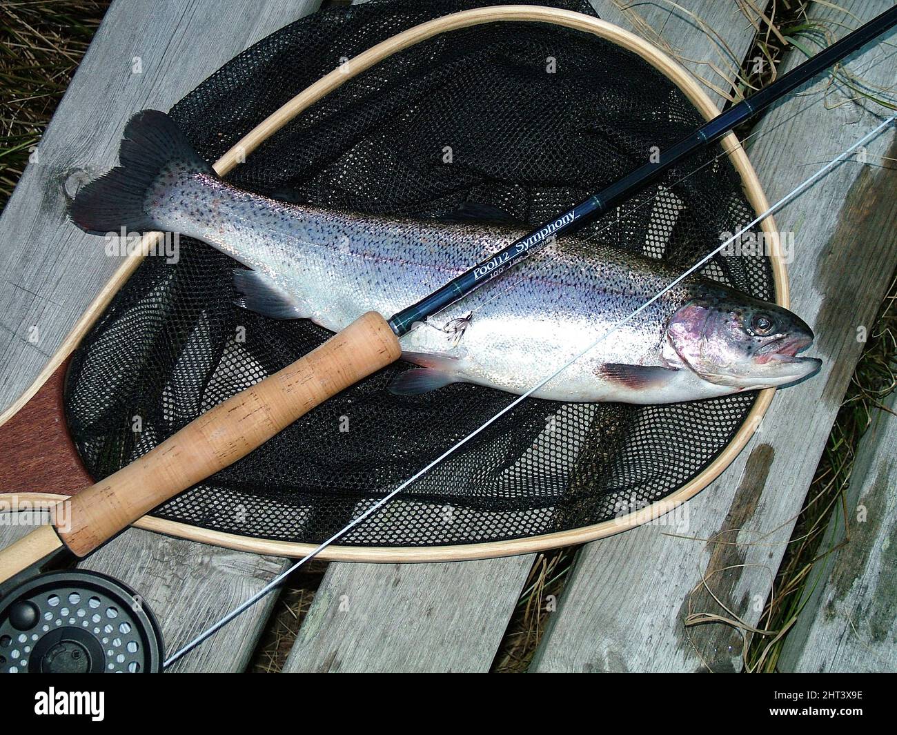 Rainbow fish catch on fly Stock Photo - Alamy