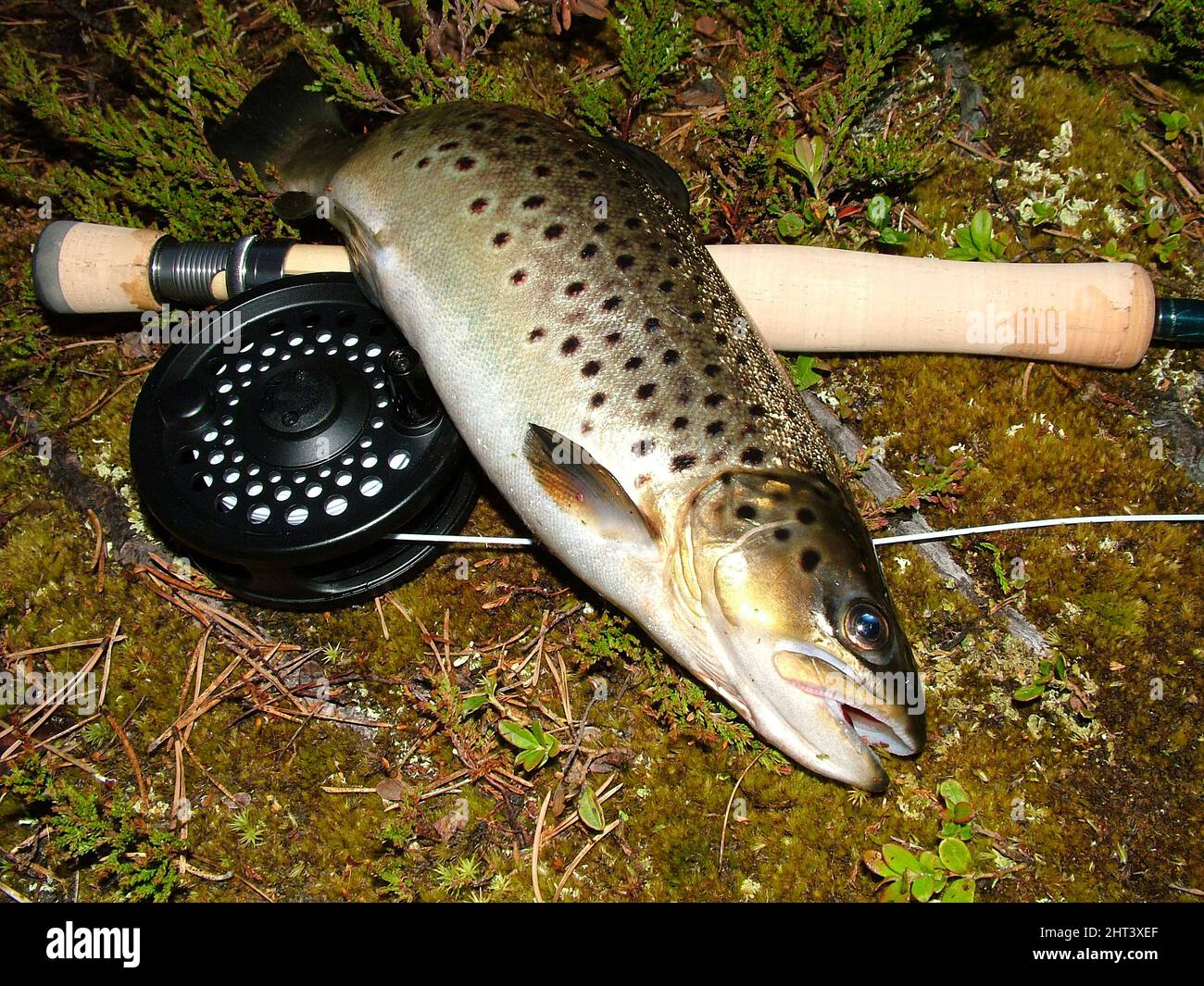 Catch fly fishing hi-res stock photography and images - Alamy