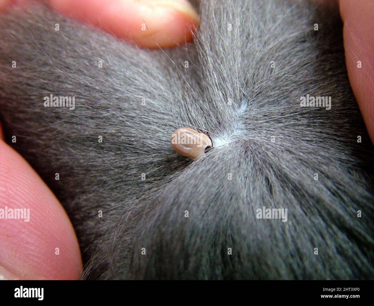 Tick on cat Stock Photo - Alamy