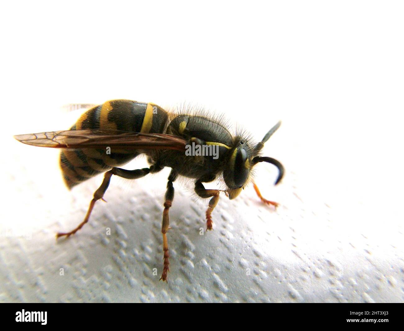 Wasp in close-up Stock Photo - Alamy