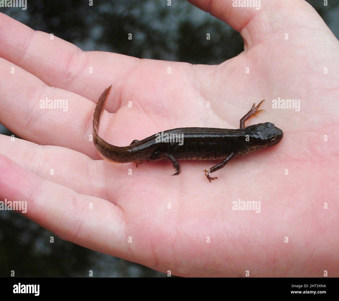 Lesser salamander in hand Stock Photo - Alamy