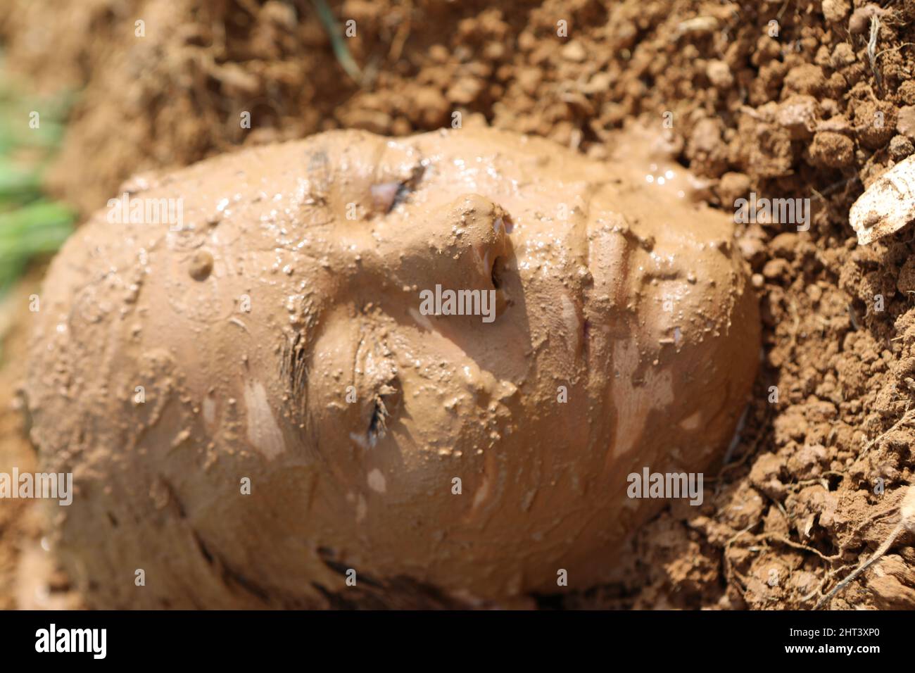 A woman buried in the ground A face covered in the ground Stock Photo ...