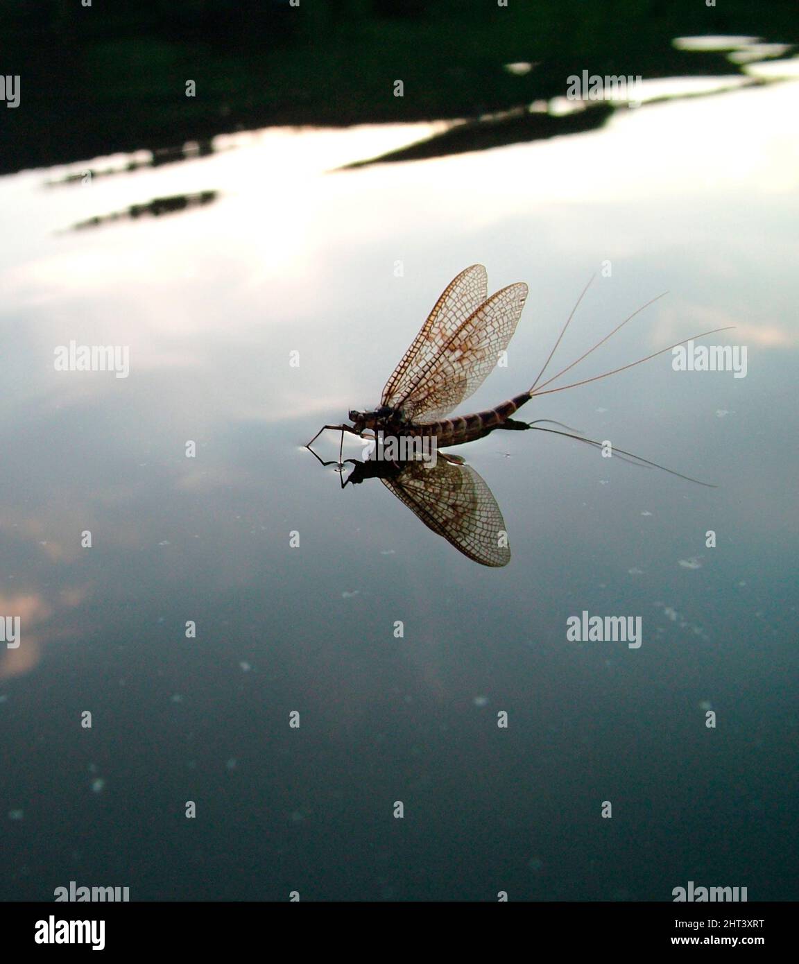 Day dragonfly on water surface Stock Photo - Alamy