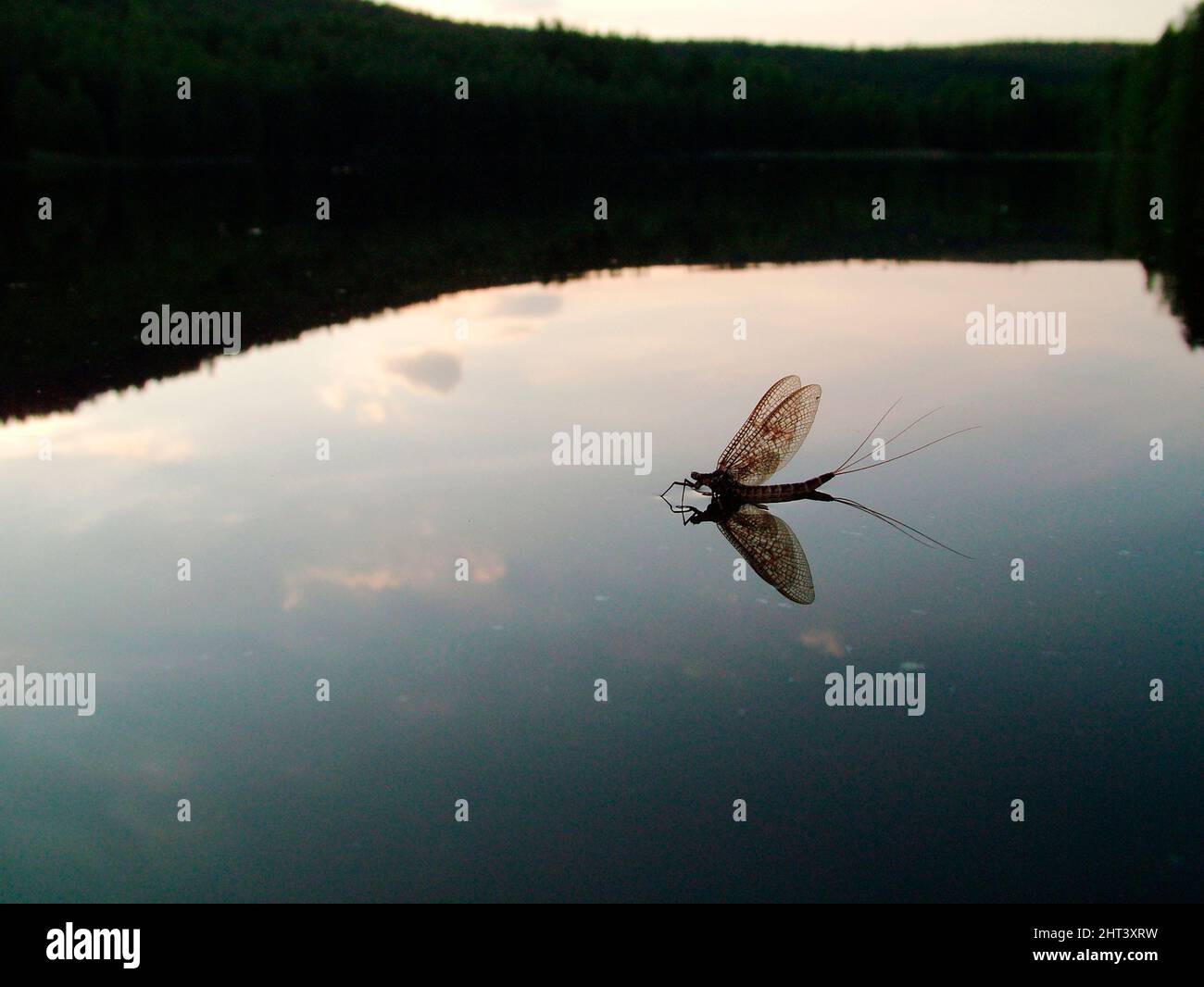 Day dragonfly on water surface Stock Photo - Alamy