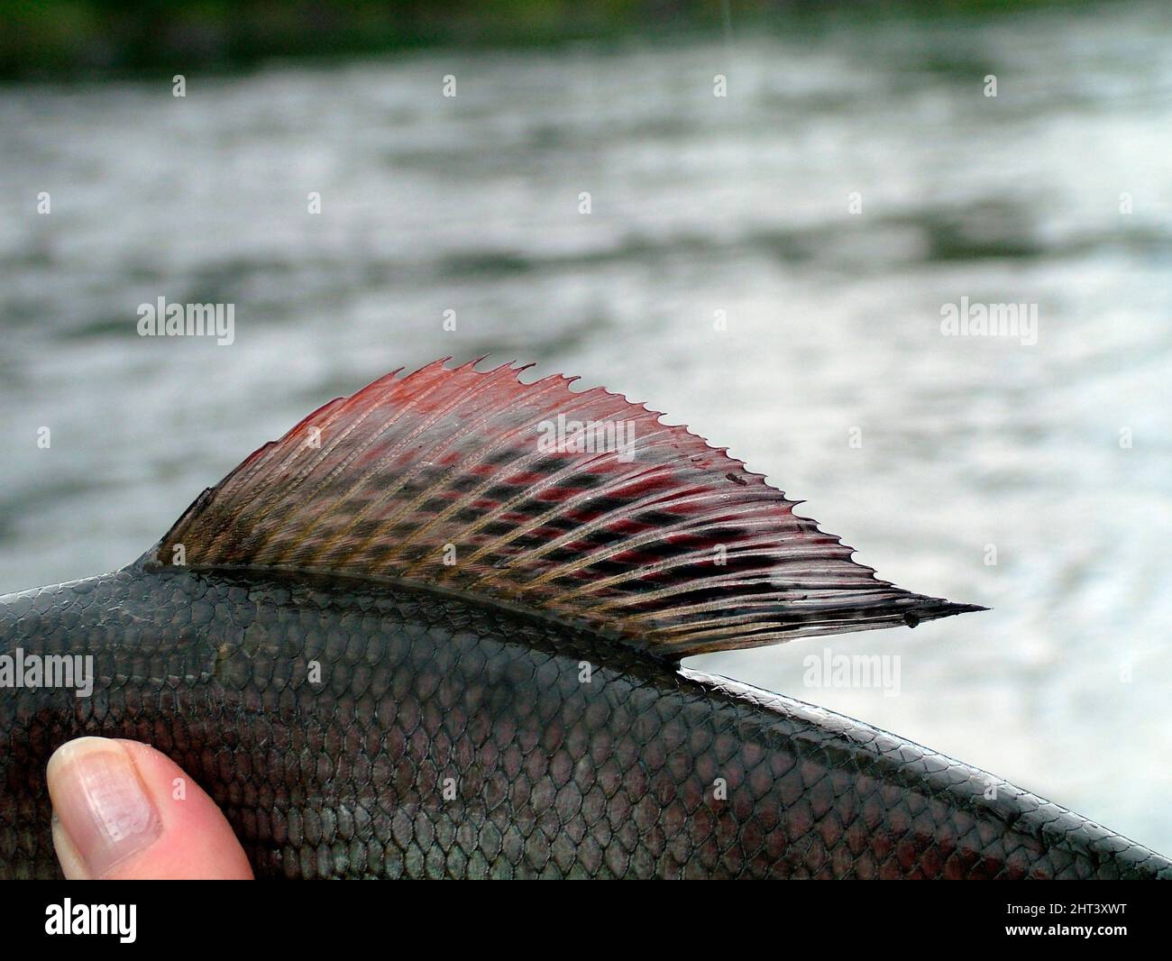 Grayling fish hi-res stock photography and images - Alamy