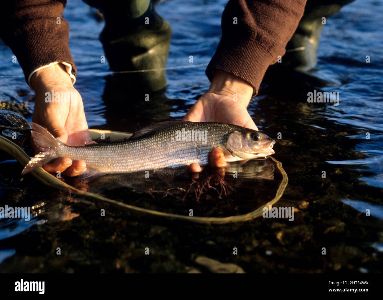 Graylings hi-res stock photography and images - Alamy