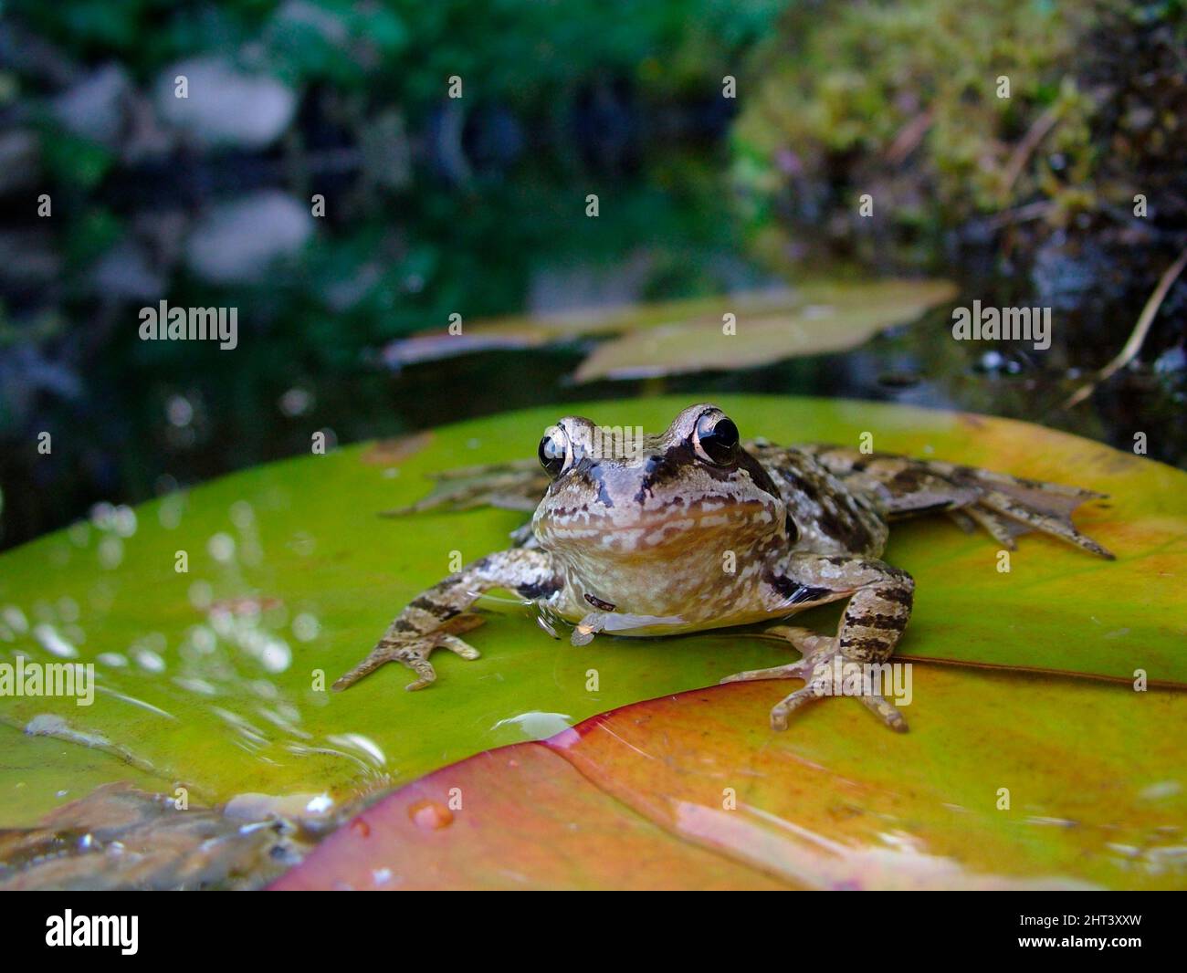 Frog on water hi-res stock photography and images - Alamy