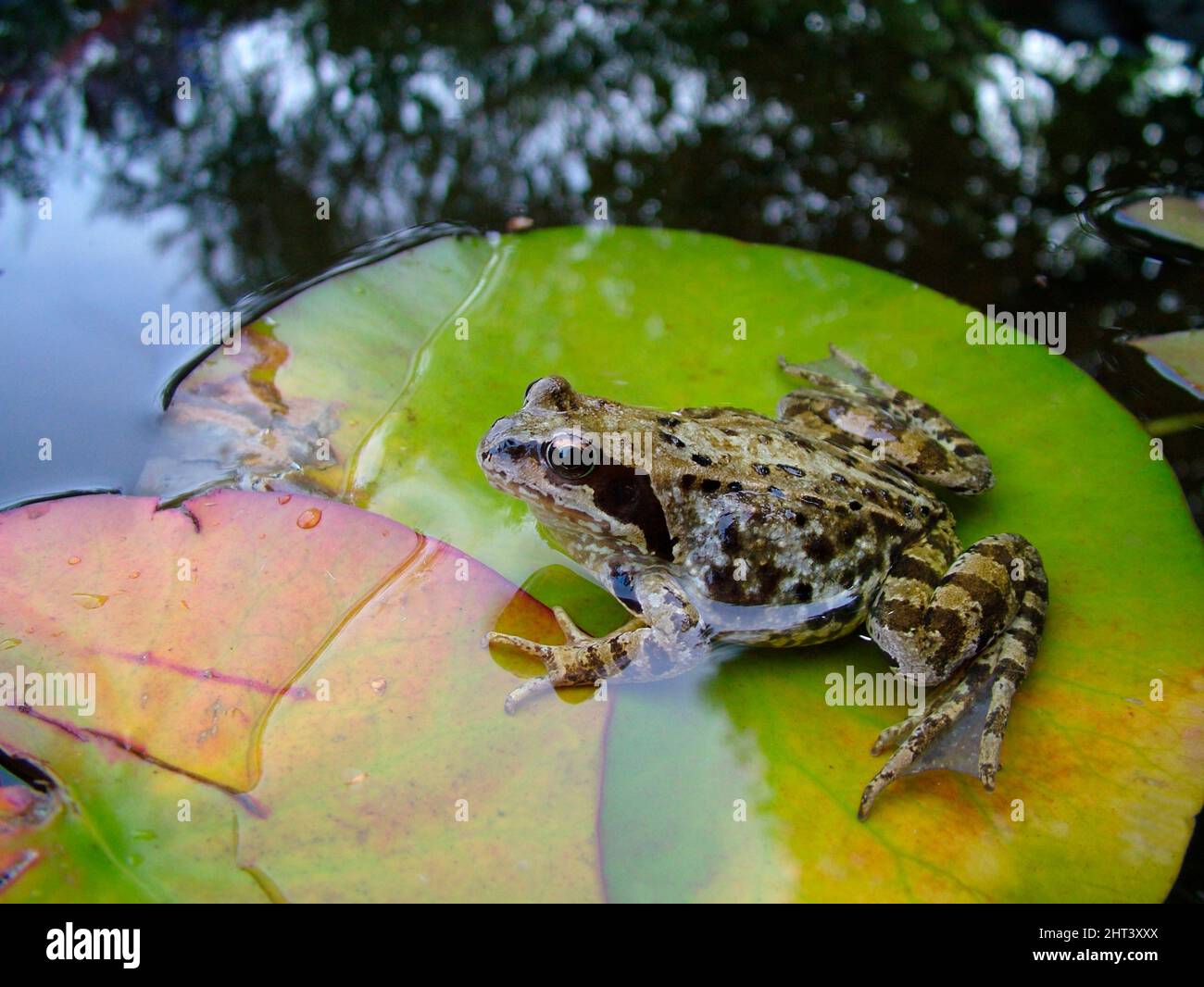 Frog on water lily leaf Stock Photo - Alamy
