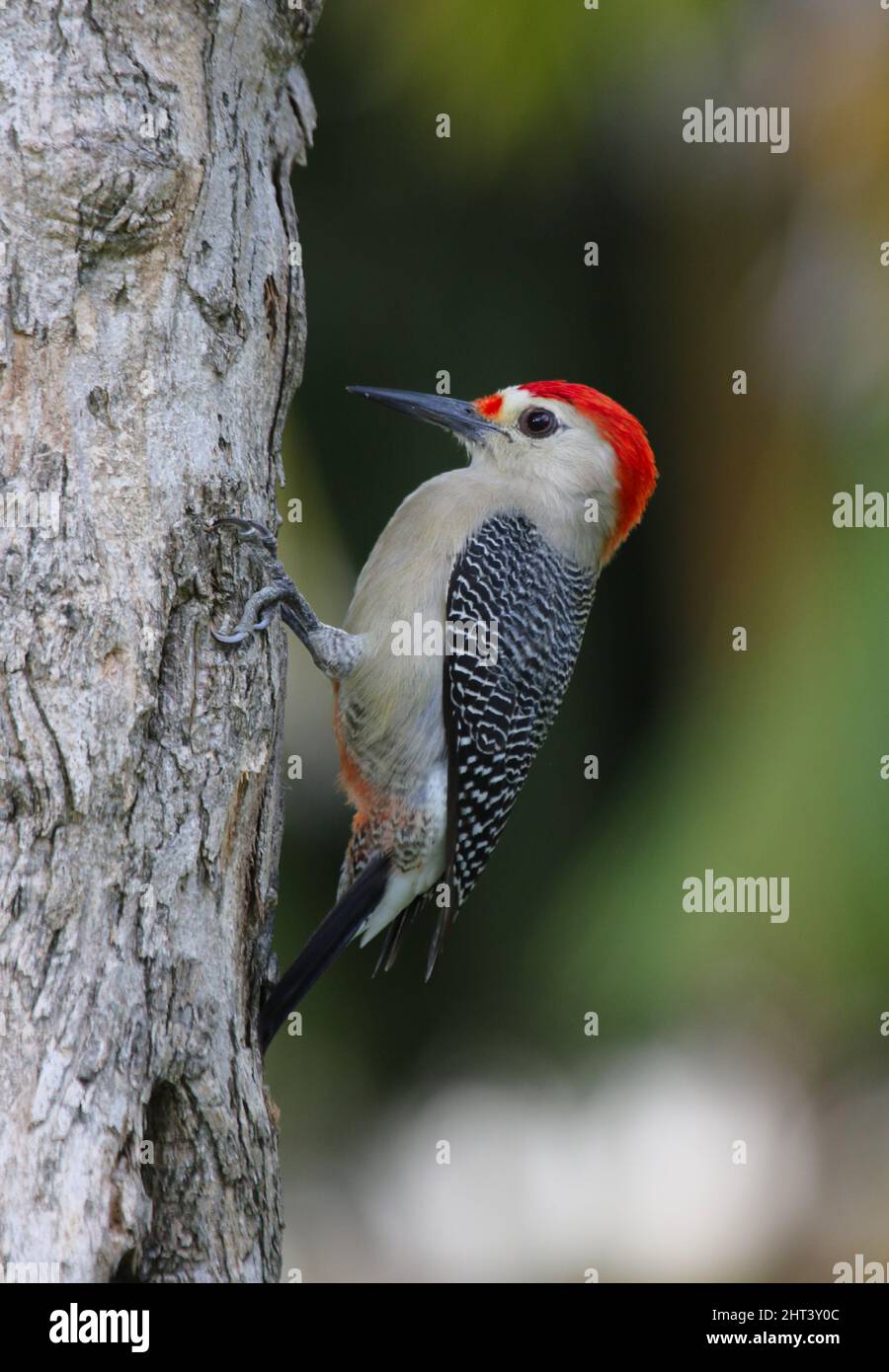 Woodpeckers of mexico hi-res stock photography and images - Alamy