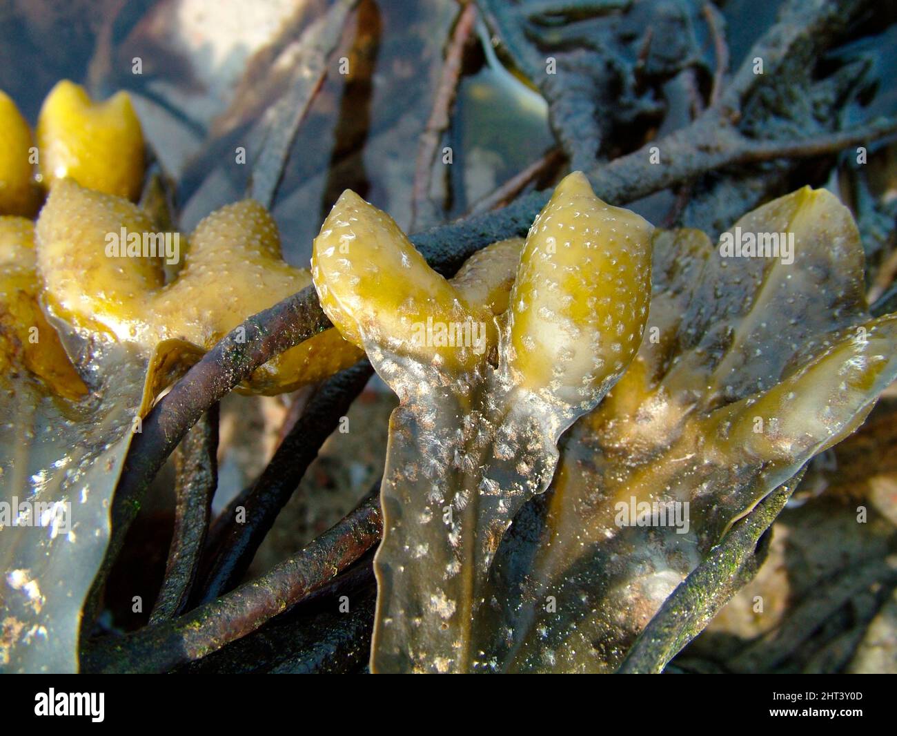 Plants seaweed hi-res stock photography and images - Alamy