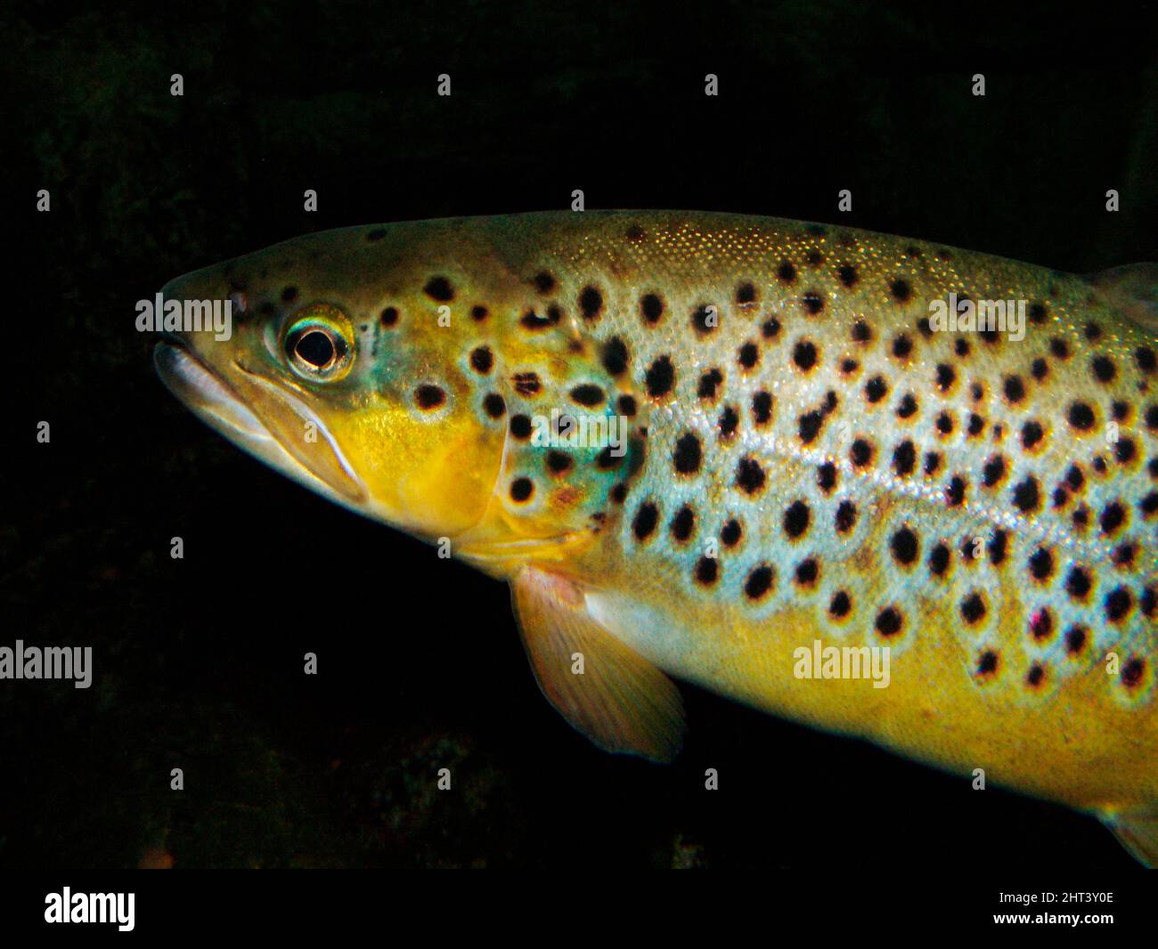 Oring hi-res stock photography and images - Alamy