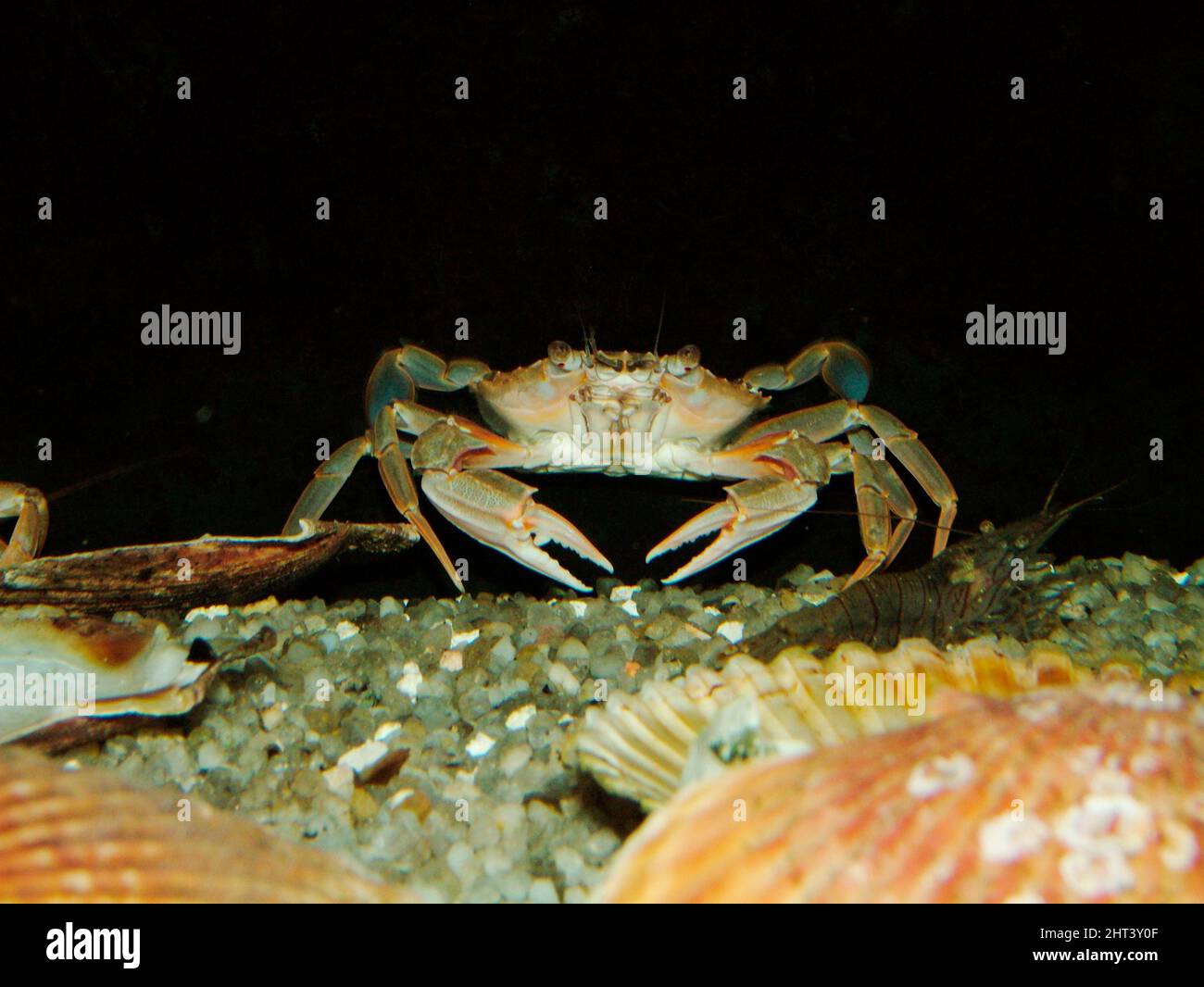 Crab under water surface Stock Photo - Alamy