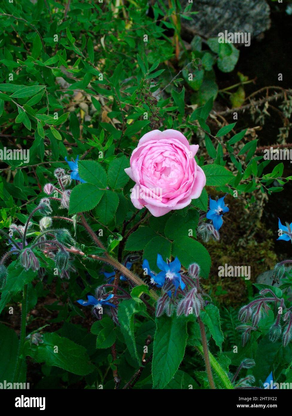 Borage pink hi-res stock photography and images - Alamy