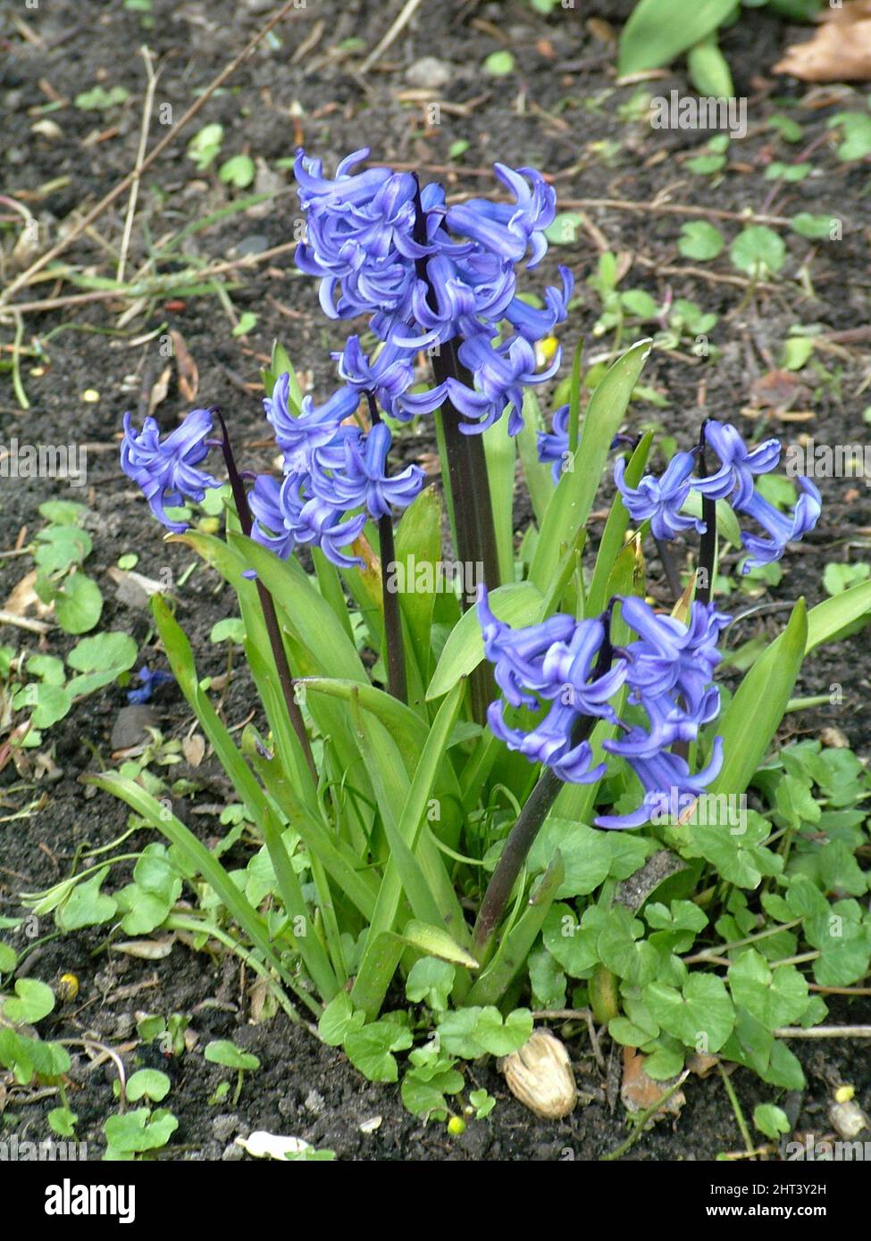 Blue hyacinths hi-res stock photography and images - Alamy