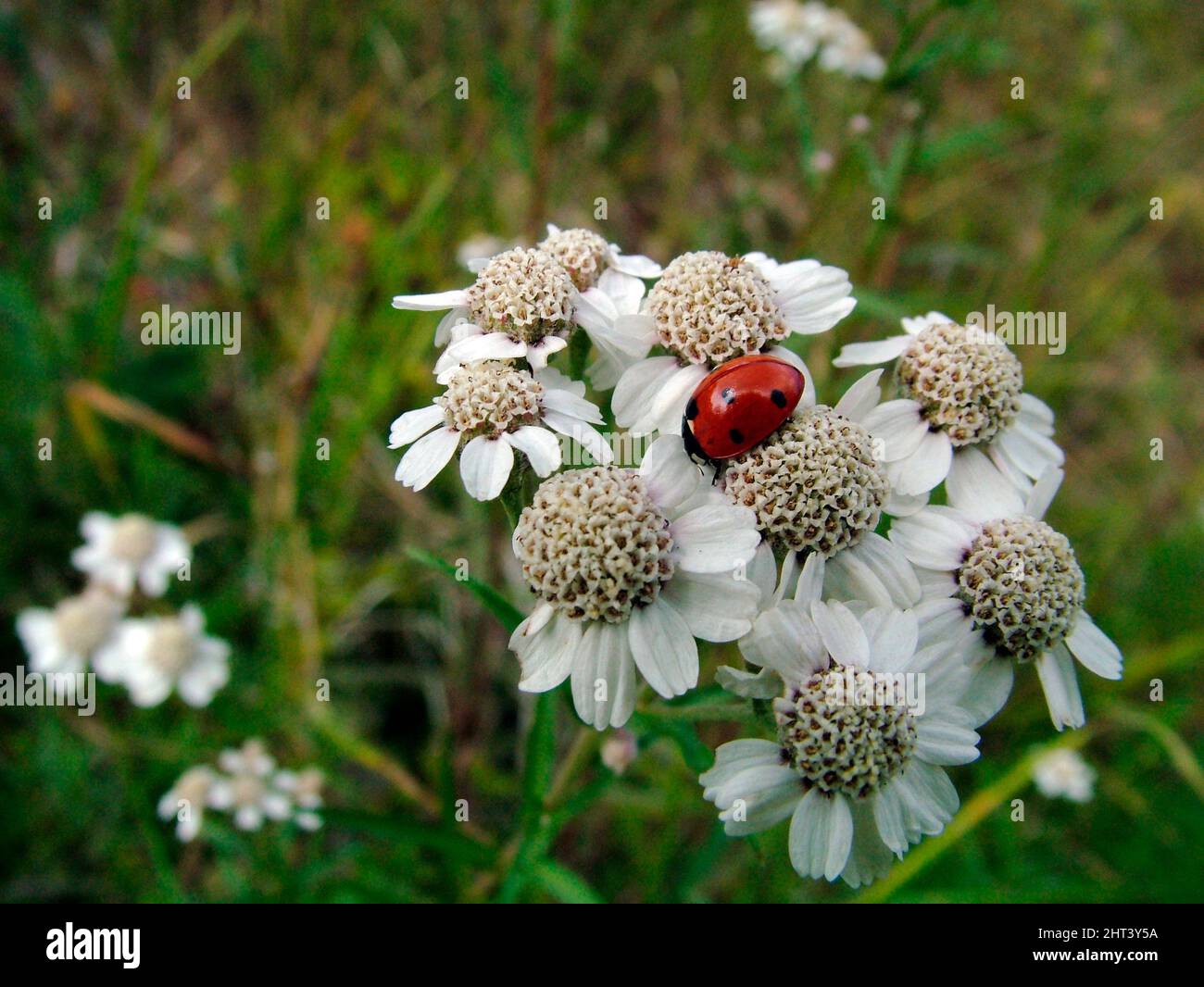 Ladybug insects hi-res stock photography and images - Alamy