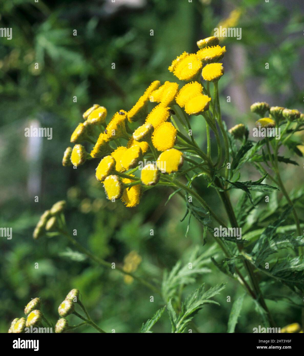 Plants tanacetum hi-res stock photography and images - Alamy