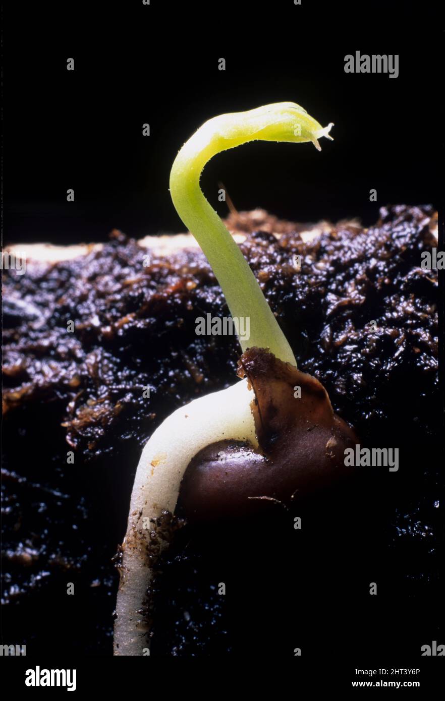 Sweet pea sprout Stock Photo - Alamy