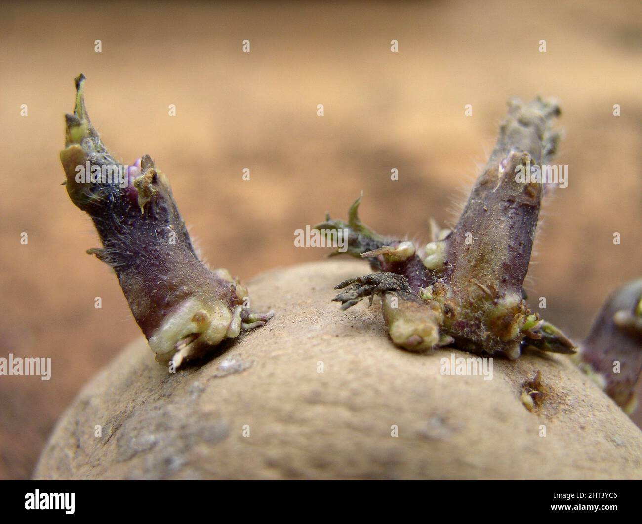 Seed potatoes with sprouts Stock Photo - Alamy