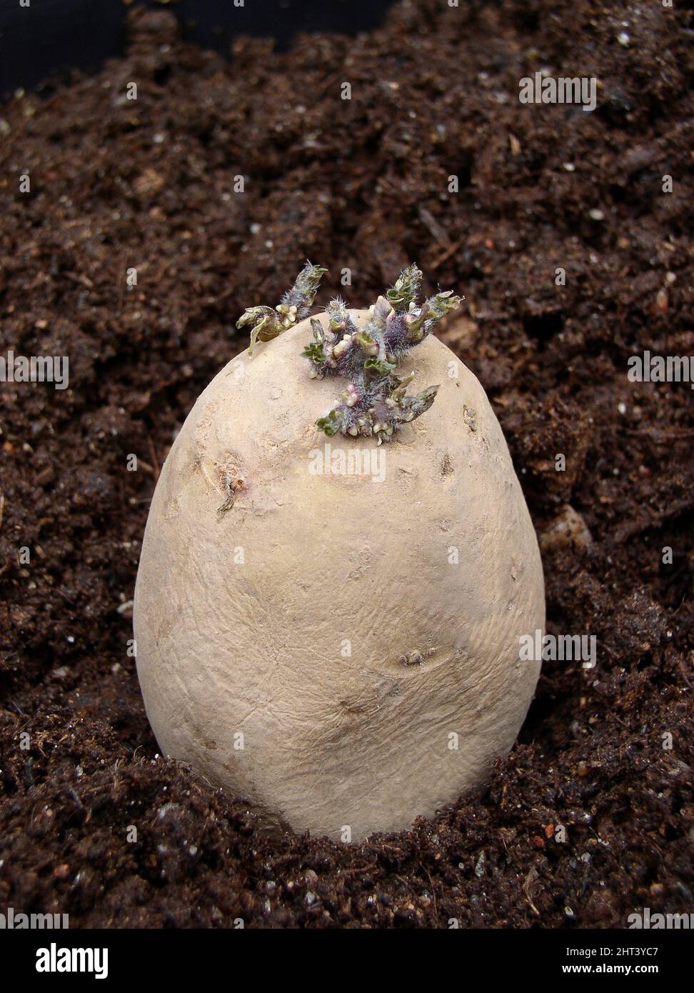 Seed potatoes with sprouts Stock Photo - Alamy