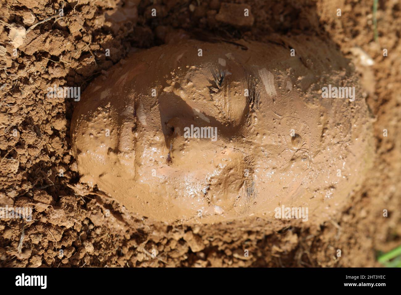 A woman buried in the ground A face covered in the ground Stock Photo ...