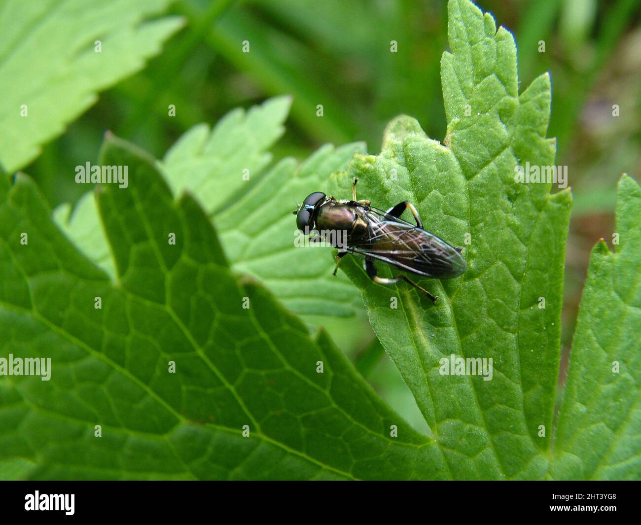 Fly on green leave Stock Photo - Alamy