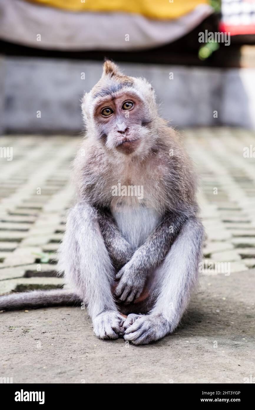 Vertical shot of the cute ape looking at the camera Stock Photo - Alamy