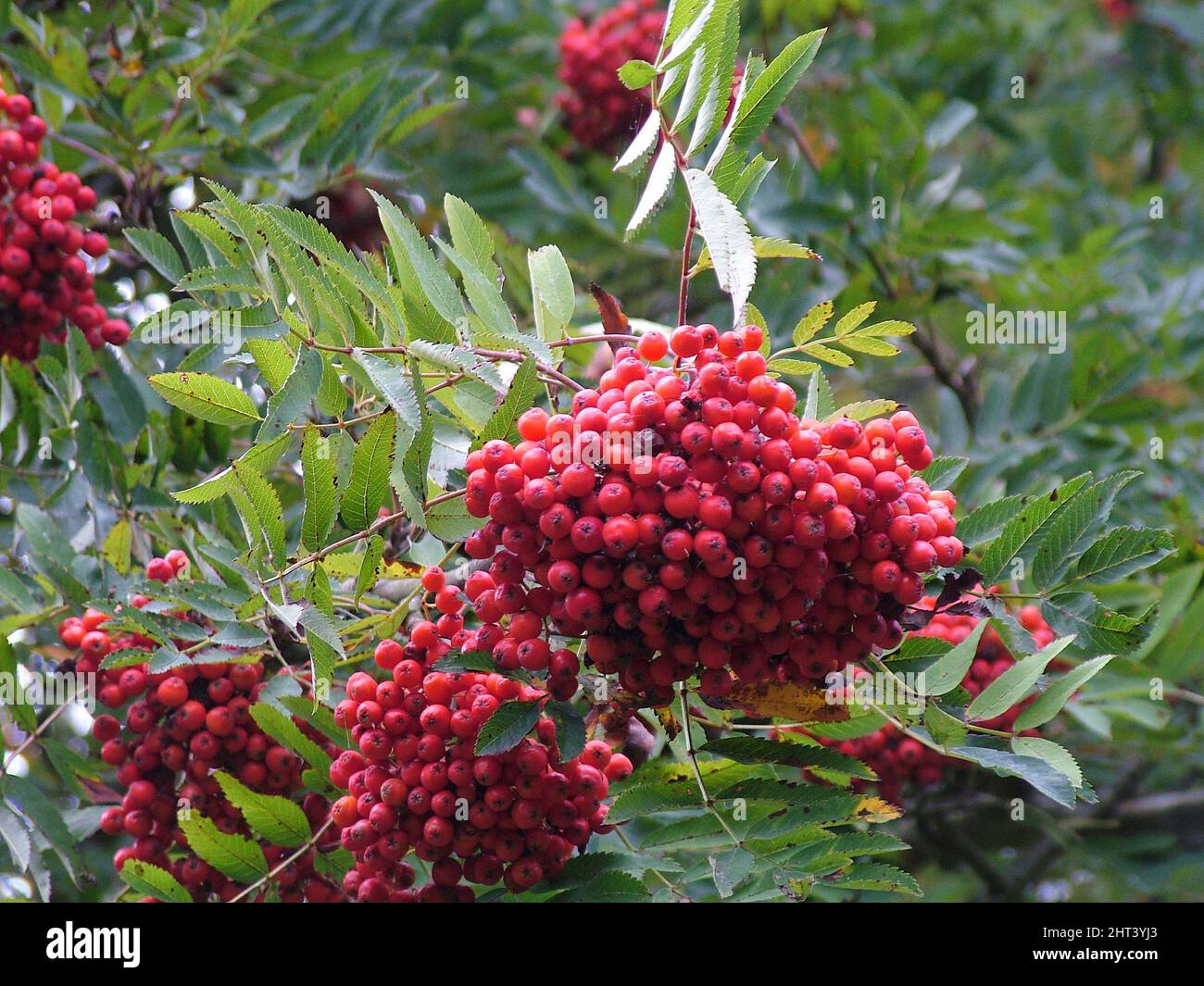 Tree berry red hi-res stock photography and images - Alamy