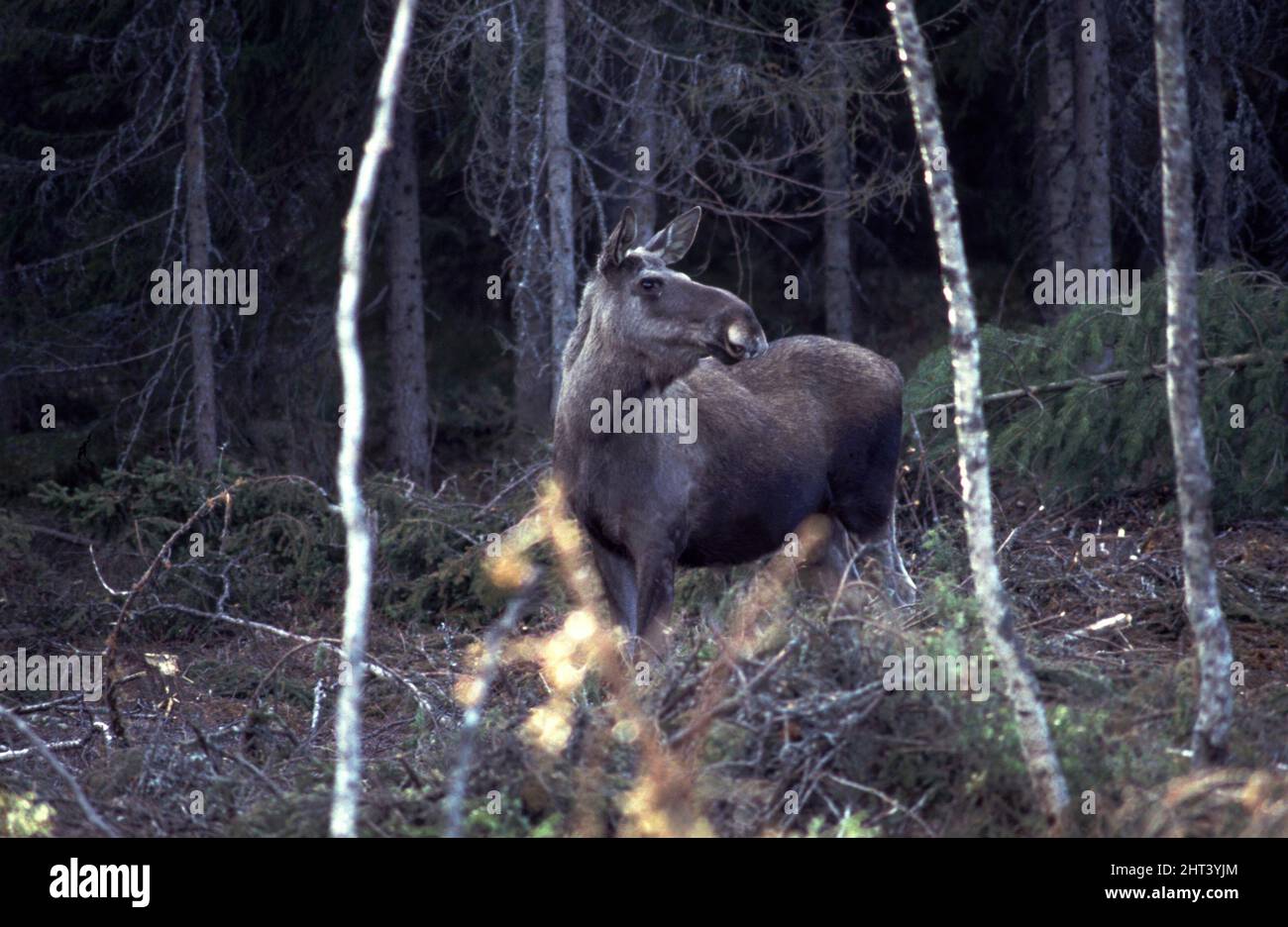 Moose cow hi-res stock photography and images - Alamy