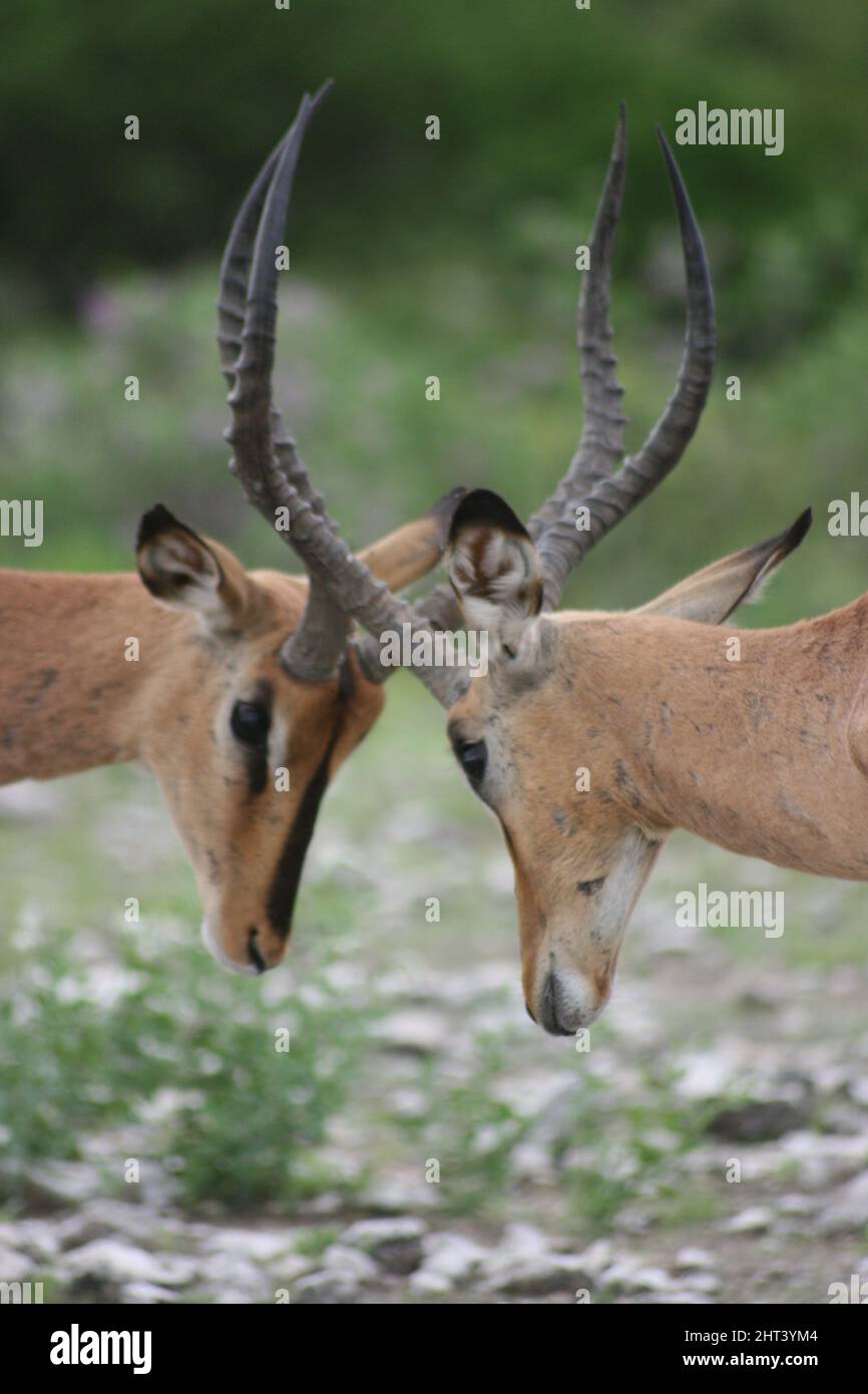 Closeup of two young Springbok (Antidorcas marsupialis) fighting with ...