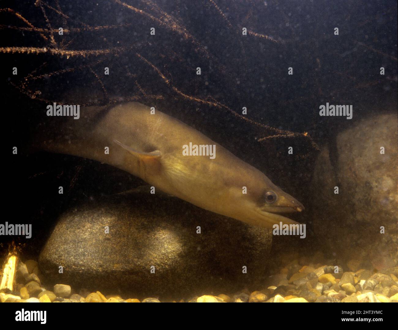 Swimming eel hi-res stock photography and images - Alamy