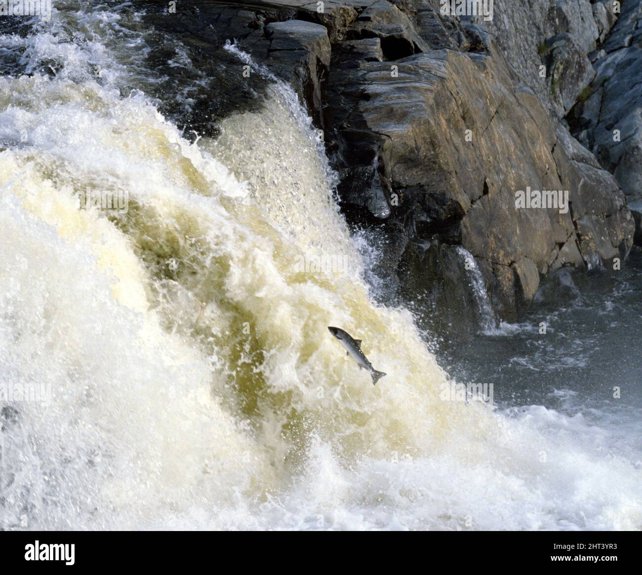 Jumping salmon by waterfall Stock Photo - Alamy