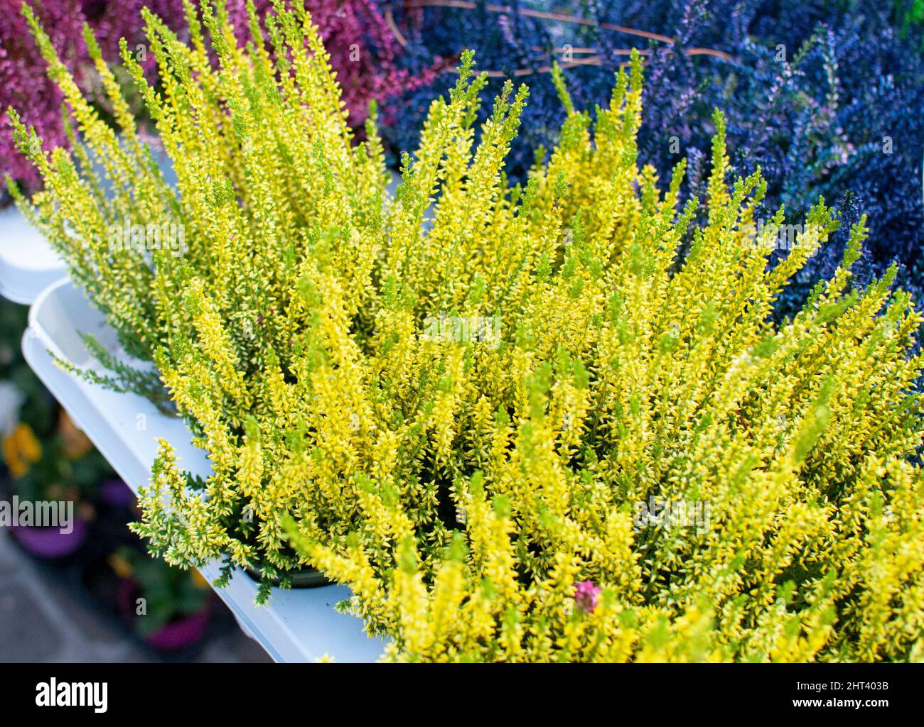Top view of beautiful colorful Calluna in the garden Stock Photo - Alamy