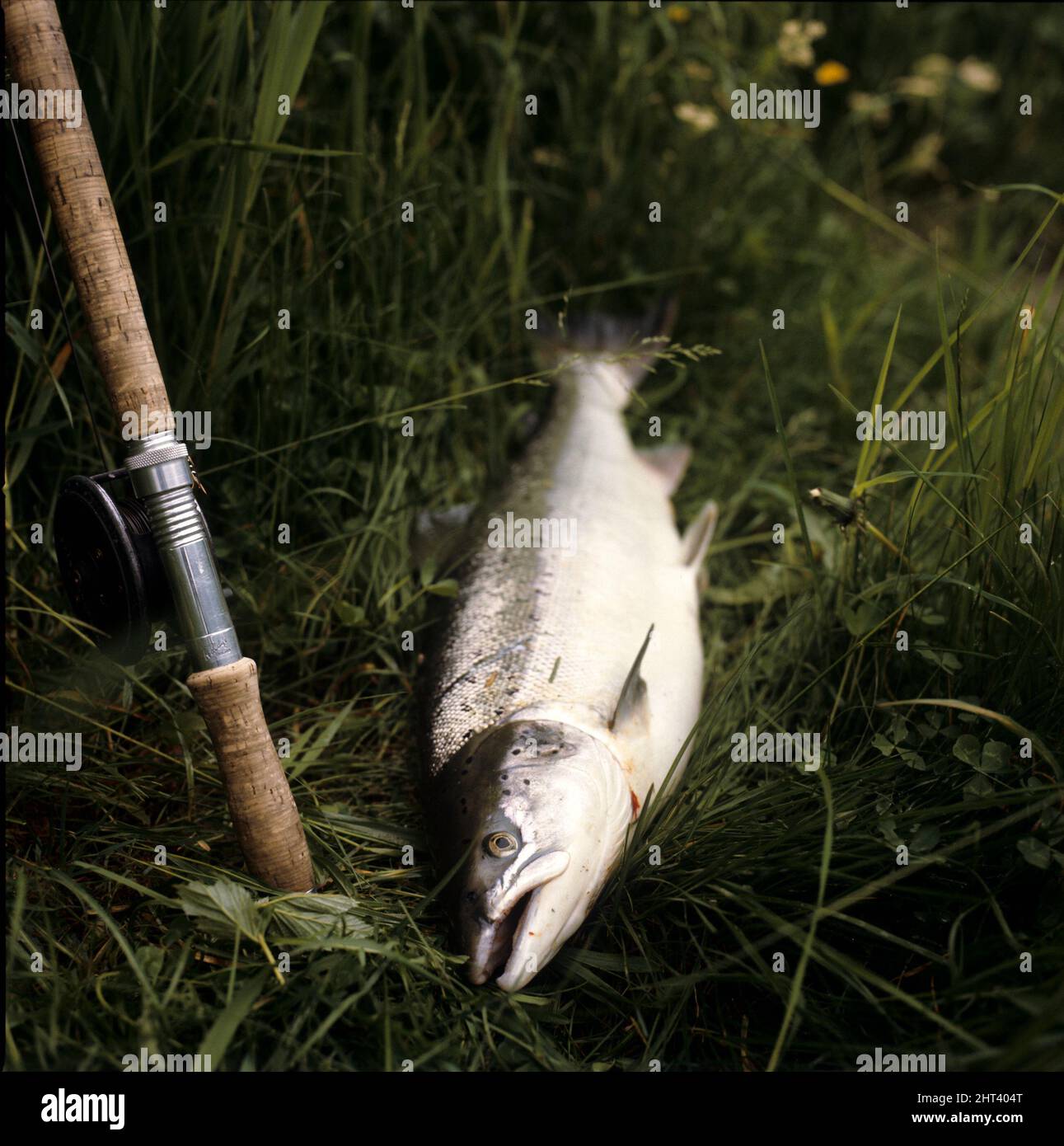 Salmon catch on fly Stock Photo - Alamy