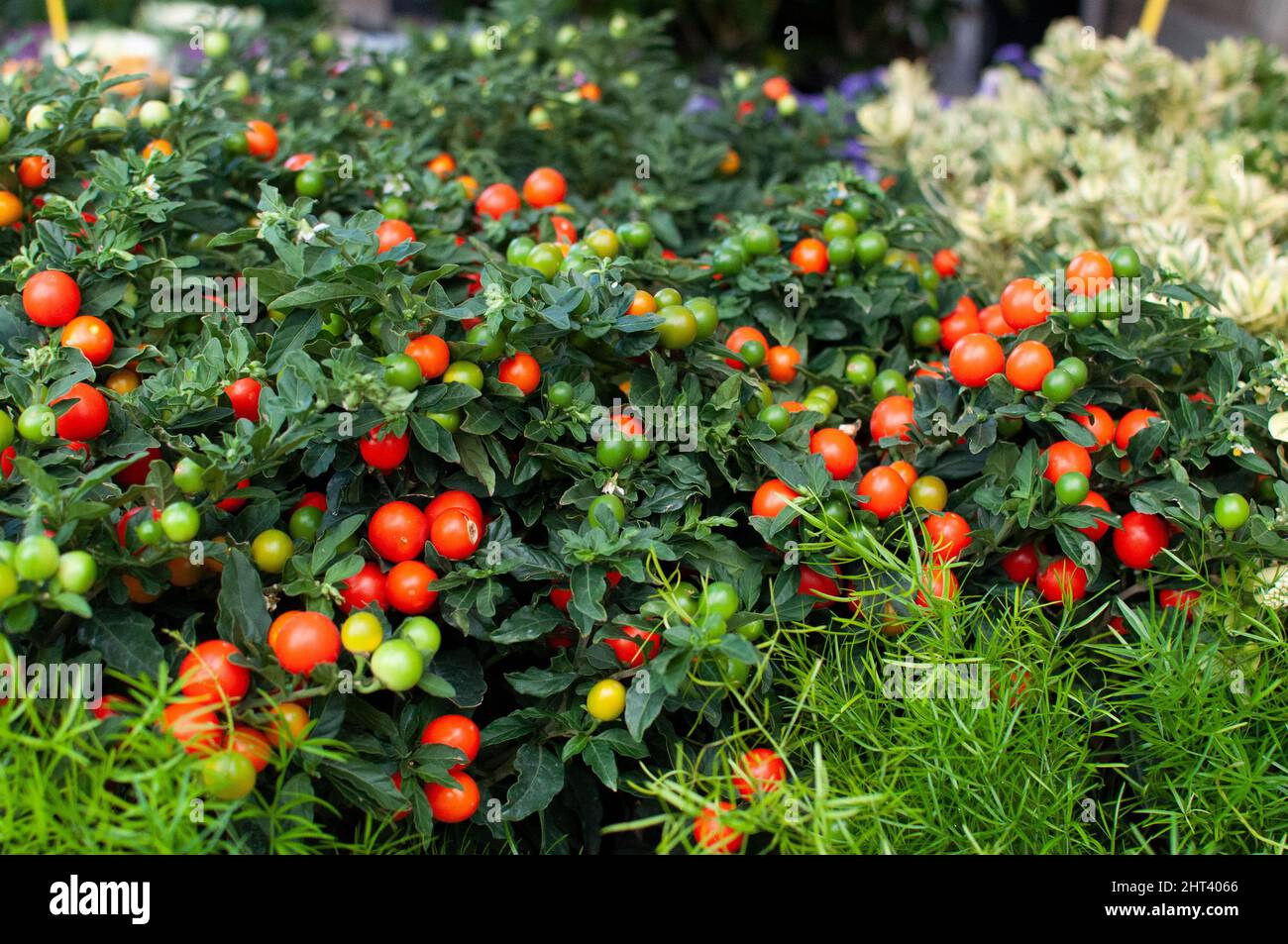 Jerusalem cherry solanum pseudocapsicum hi-res stock photography and ...