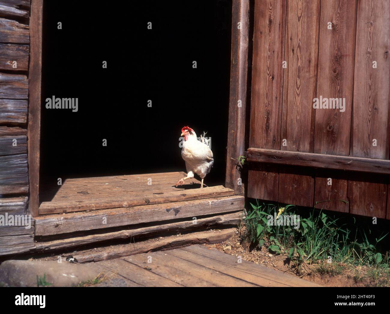 Hen beside barn door Stock Photo - Alamy