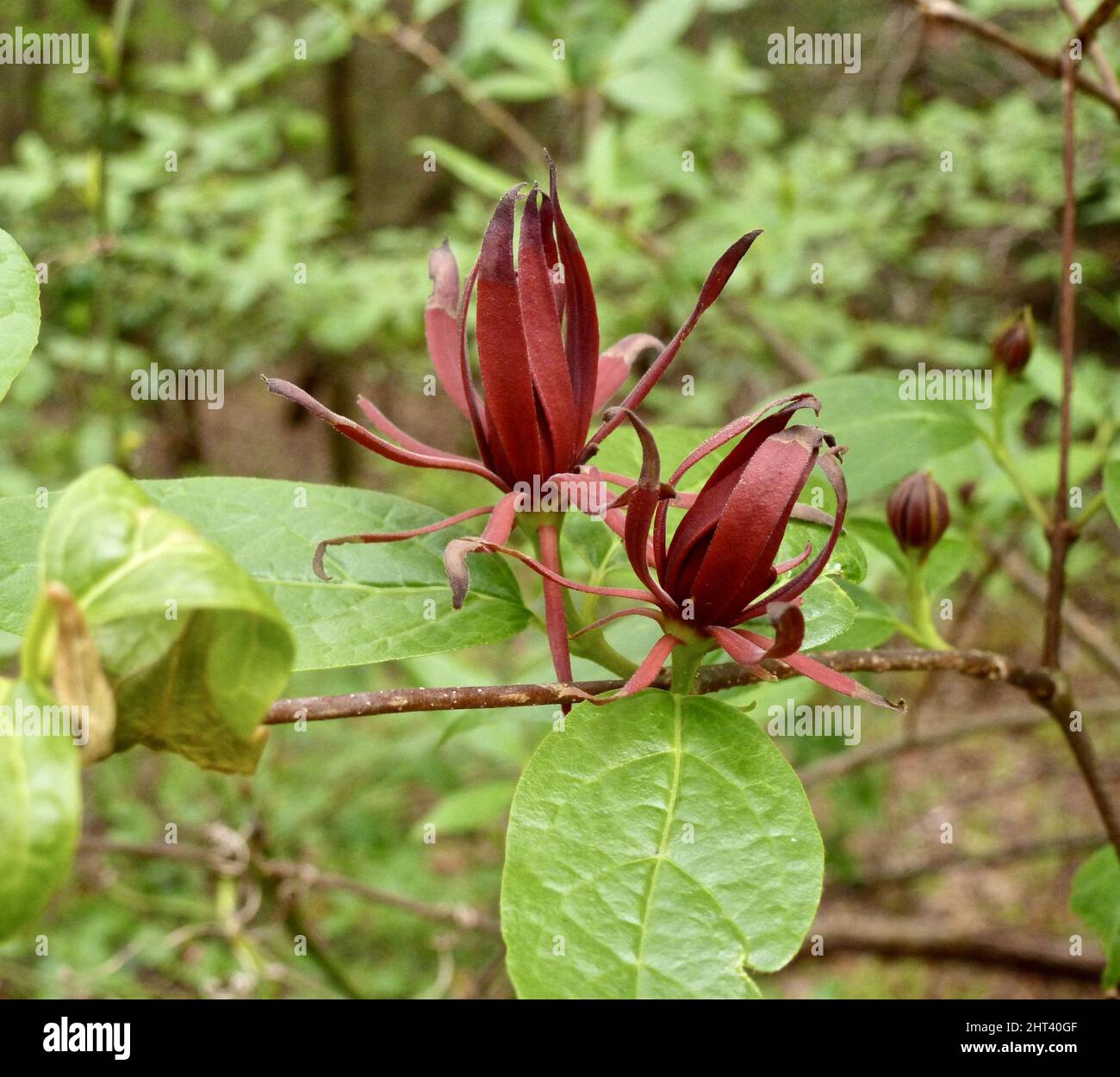 Closeup shot of sweet shrub blossoming in the garden on the blurry ...