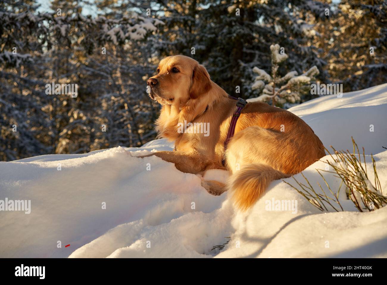 Closeup of a big cute golden retriever laying in snow at the forest on ...