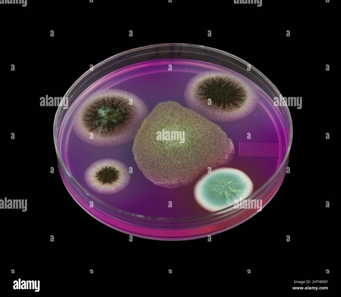 Different types of mold growing on an agar plate Stock Photo - Alamy