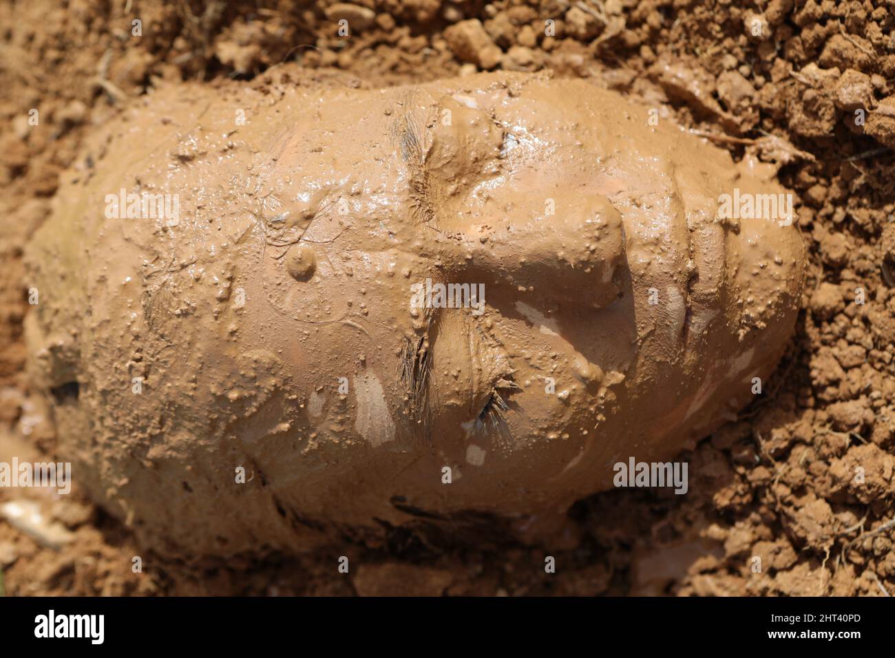 A woman buried in the ground A face covered in the ground Stock Photo ...
