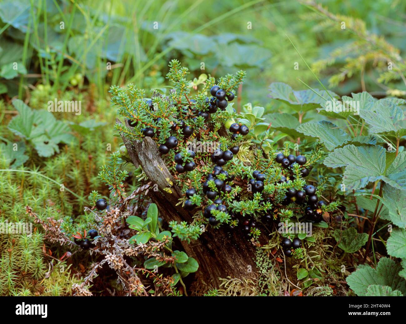 Crowberry hi-res stock photography and images - Alamy