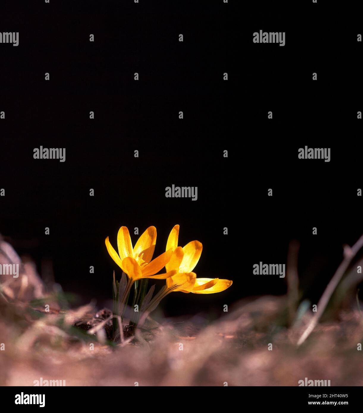 Crocus colors hi-res stock photography and images - Alamy