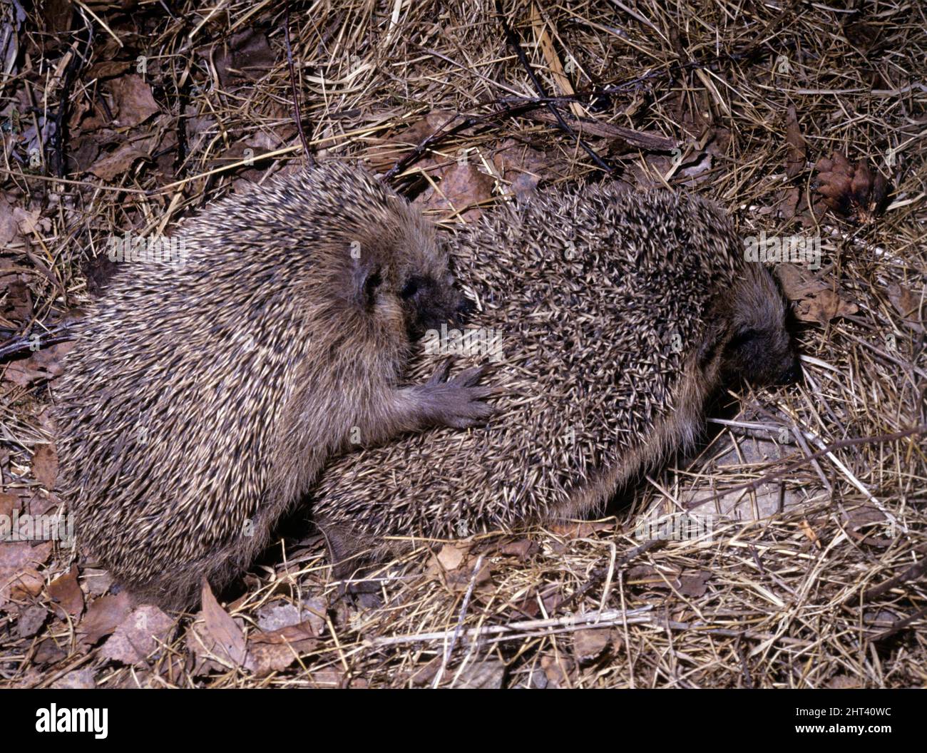 Mating mammals hi-res stock photography and images - Alamy