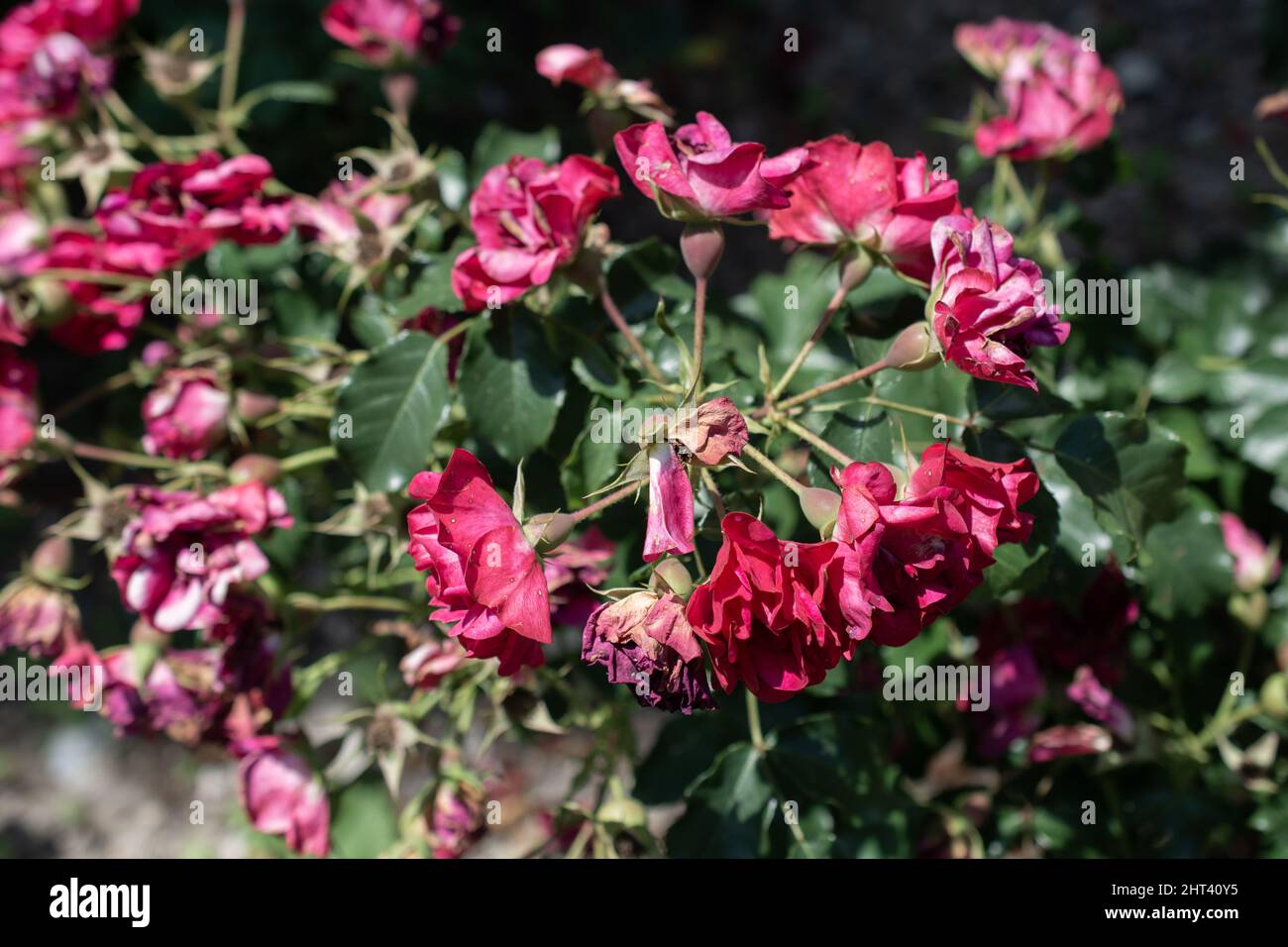 View of beautiful wild roses dying in the garden Stock Photo - Alamy