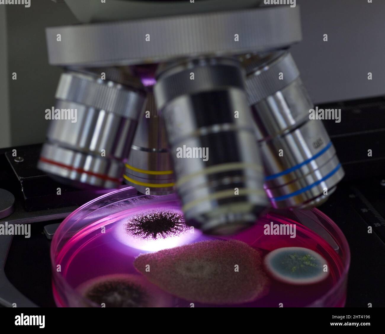 Different types of mold on an agar plate under the microscope Stock ...