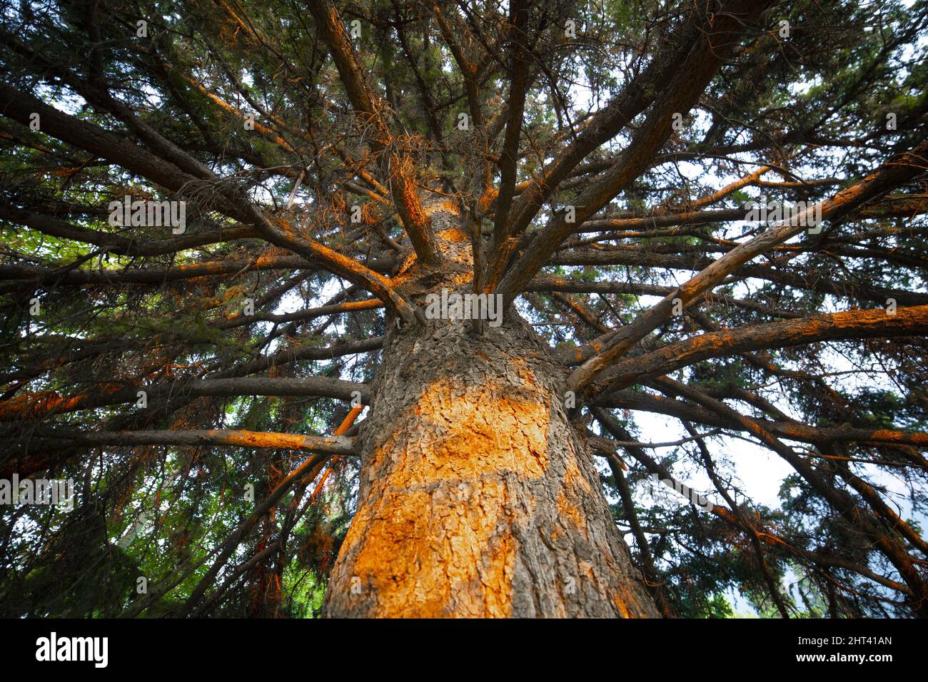 Low angle of trees in a forest Stock Photo - Alamy