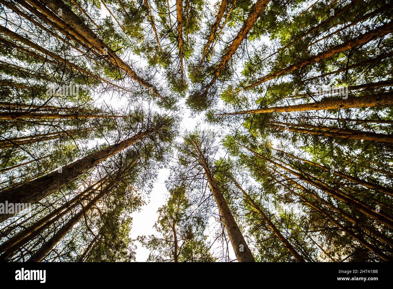 Low angle of trees in a forest Stock Photo - Alamy
