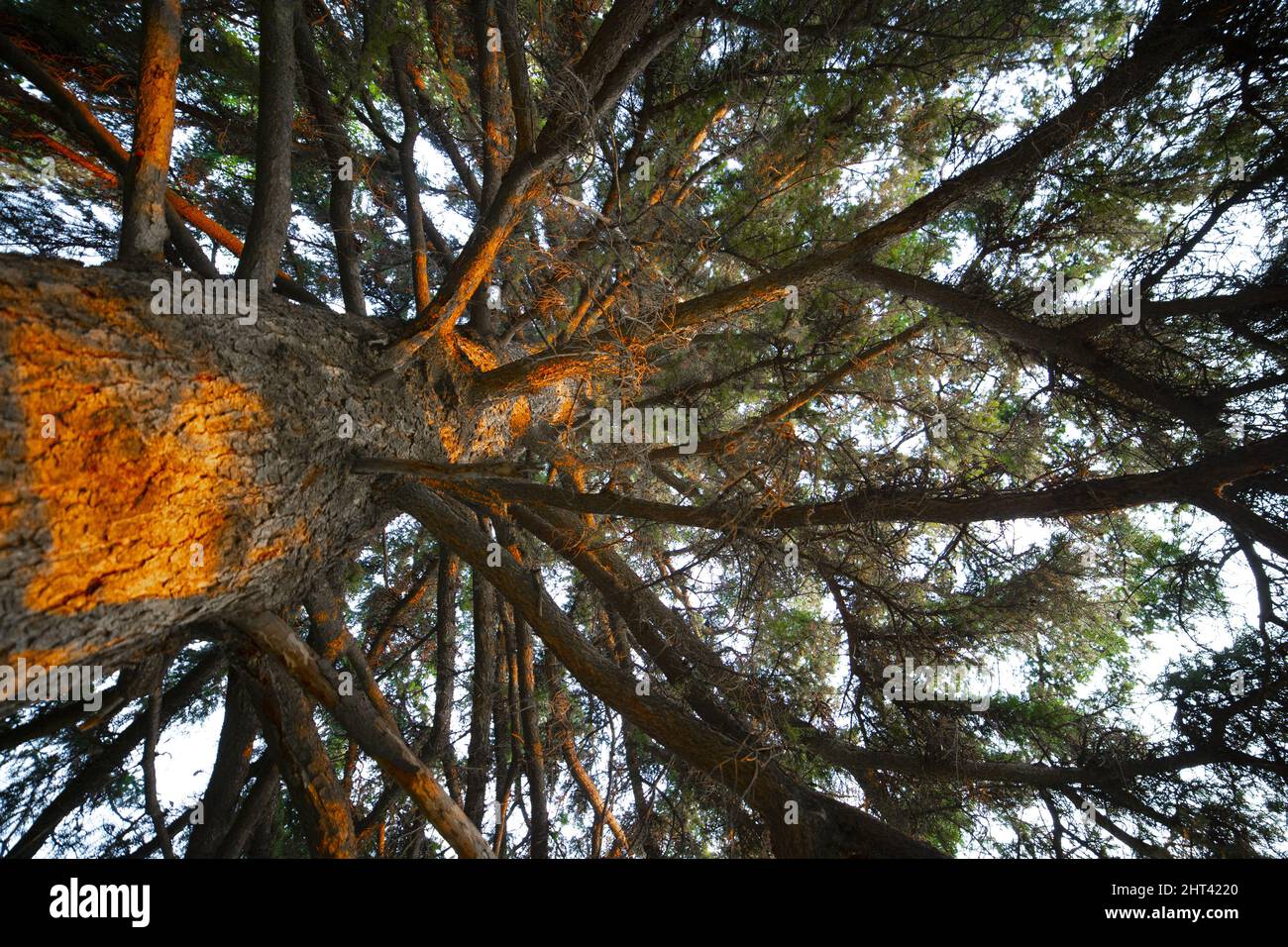Low angle of trees in a forest Stock Photo - Alamy