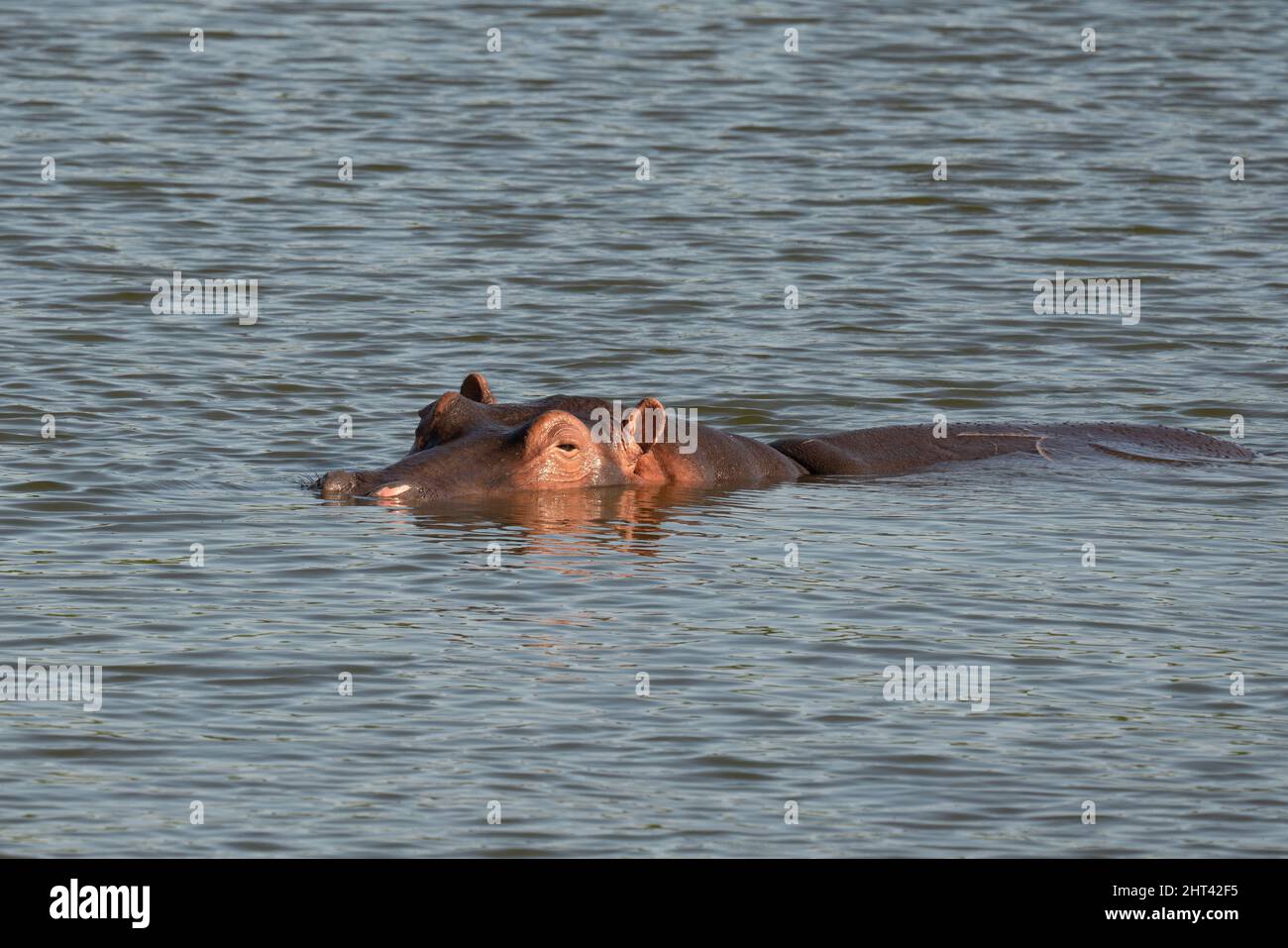 Closeup of a hippo under the water Stock Photo - Alamy